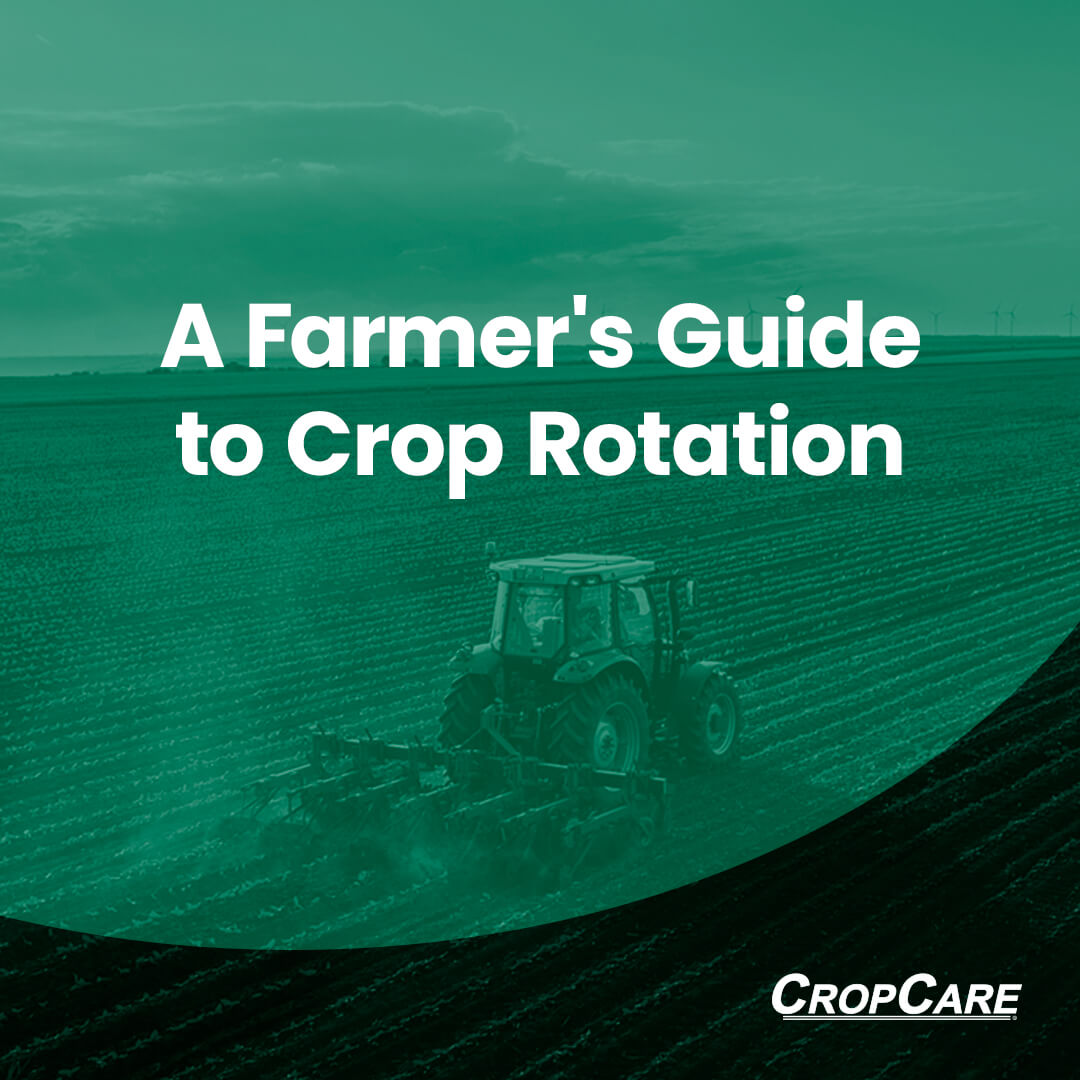 A Brief History of Corn Farming | CropCare