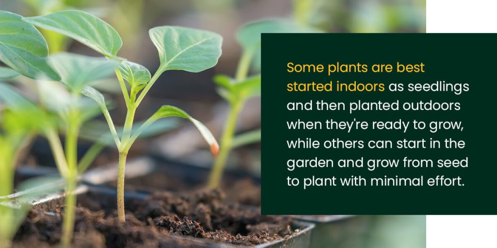 How to Start Your Own Home Vegetable Garden — A Step-by-Step Guide