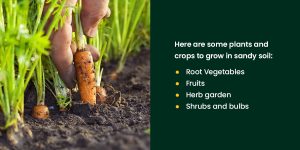 Types of Soil and What To Grow in Each | CropCare