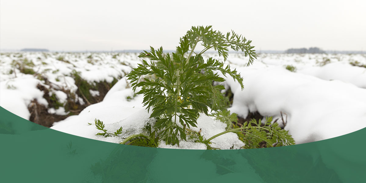 8 Crops You Can Grow in Winter CropCare