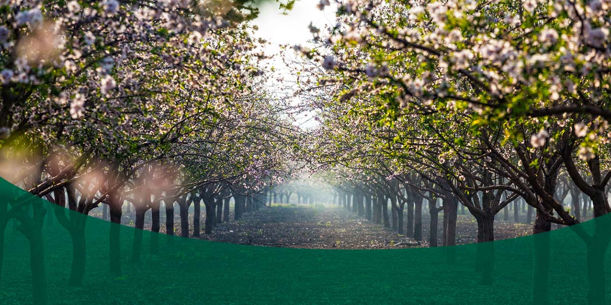 How to Start an Orchard | CropCare